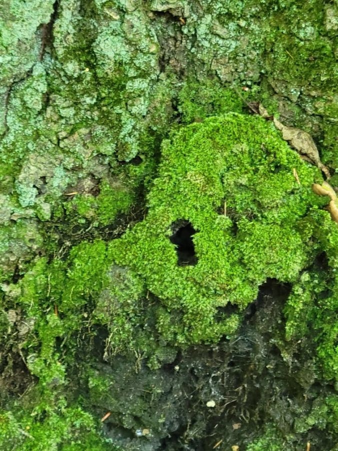 Keyhole in the Tree Moss | Roads Lesser Traveled